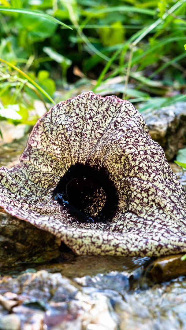 The Duck Flower Detox | Dr Sebi Approved Alkaline Herbal Cleanse | Yaga ...