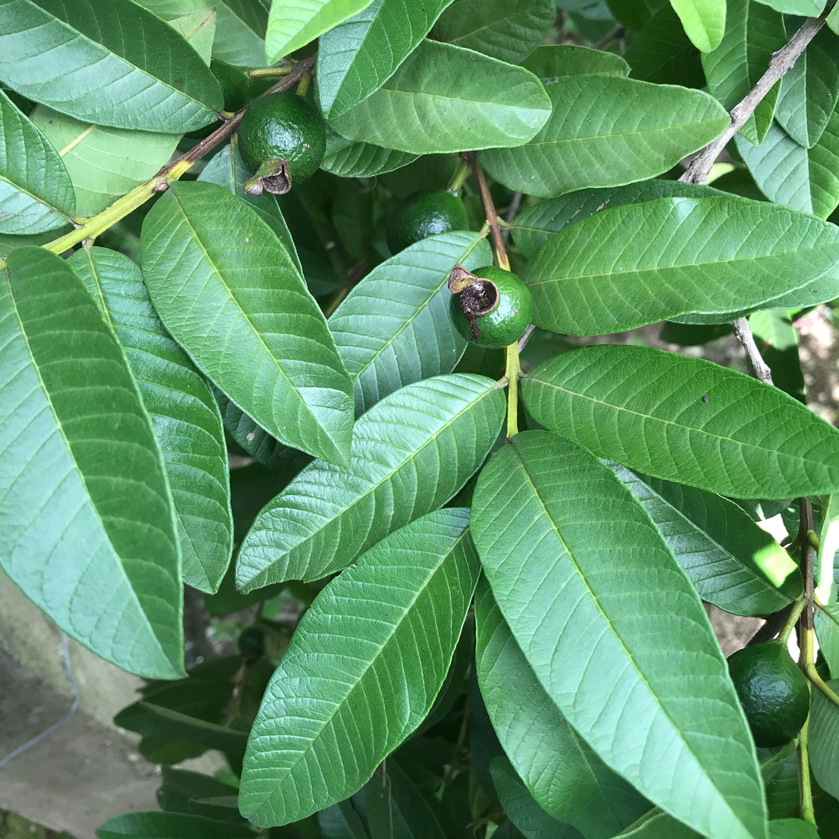 Jamaica-guava-leaves-tea-1_1200x1200.jpg?v=1650572594