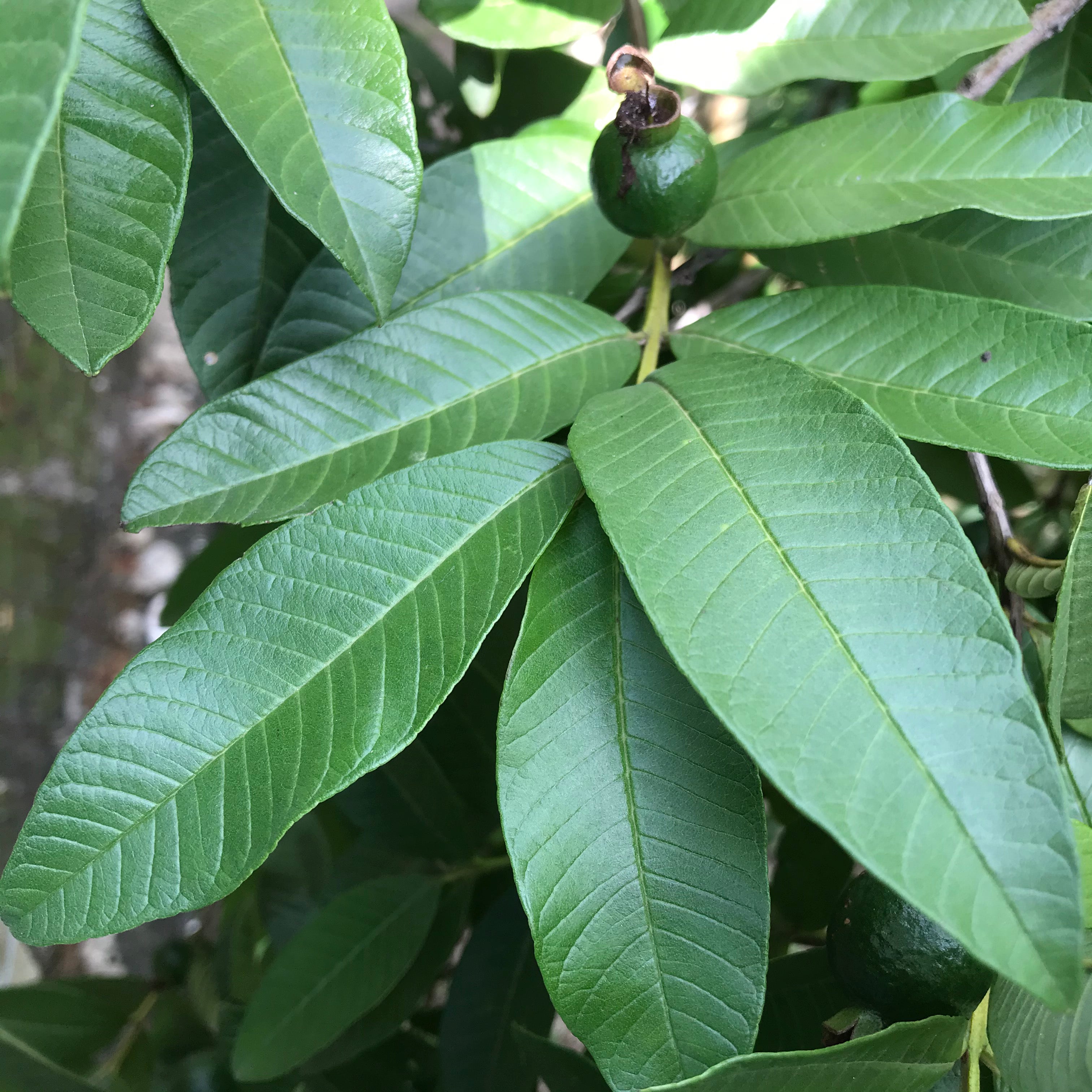 Jamaican Guava Leaf Tea | Organic