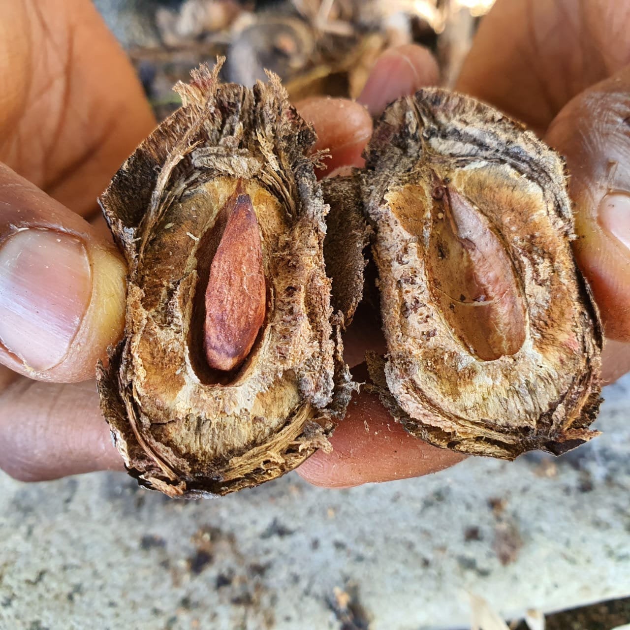 Jamaican Tropical Sea Almond Nut (Raw, Wildcrafted, Superfood Kernel)