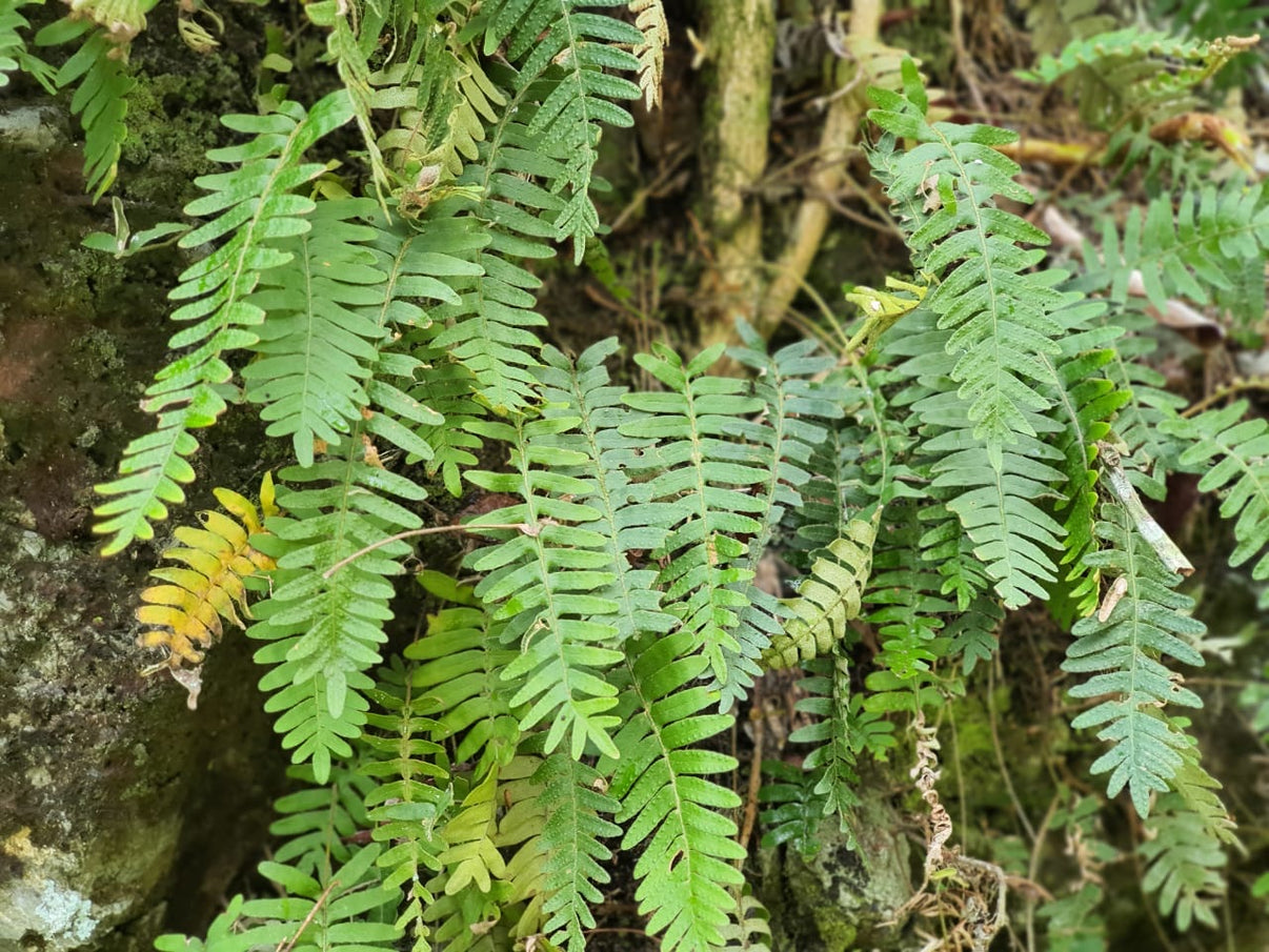 Jamaican Kalawalla Herb | Calaguala | Polypodium Sp. | 2 oz coarse pow